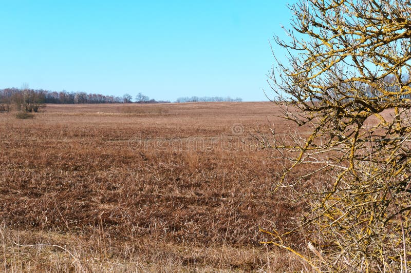 The Field in Winter without Snow, Withered Grass in the Field Stock ...