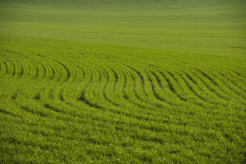 Field of winter wheat stock image. Image of farm, fresh - 27664163