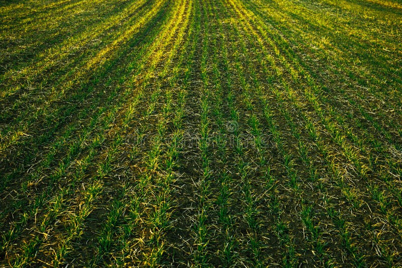 Field of Winter Wheat after Winter, the Beginning of Growth in Spring ...