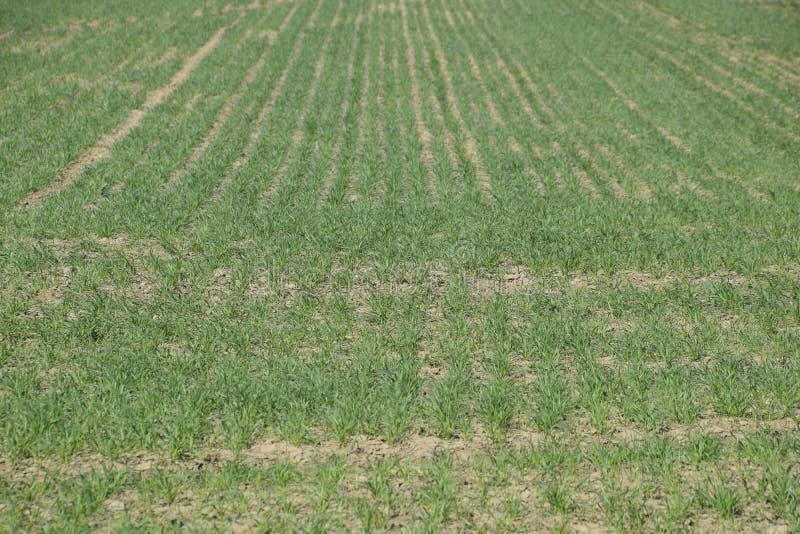 The Field of Winter Wheat, Making Root Dressing Seedlings Stock Photo ...