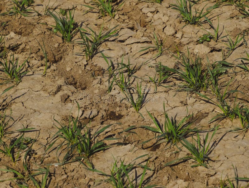 The Field of Winter Wheat, Making Root Dressing Seedlings Stock Photo ...