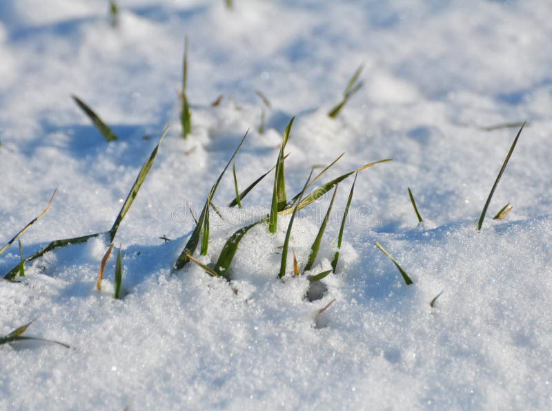 Winter Wheat Sprouts Under the Snow Stock Image - Image of lawn, grass ...