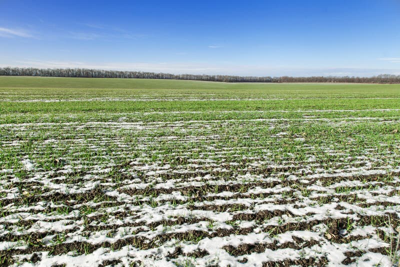 Field Winter Wheat Under Snow Stock Image - Image of belt, grain: 48095911