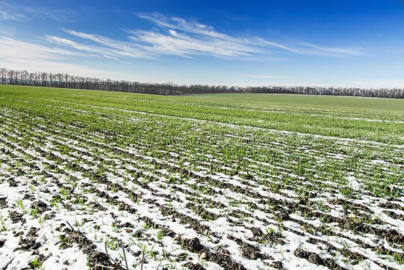 Field Winter Wheat Under Snow Stock Image - Image of green, horizon ...