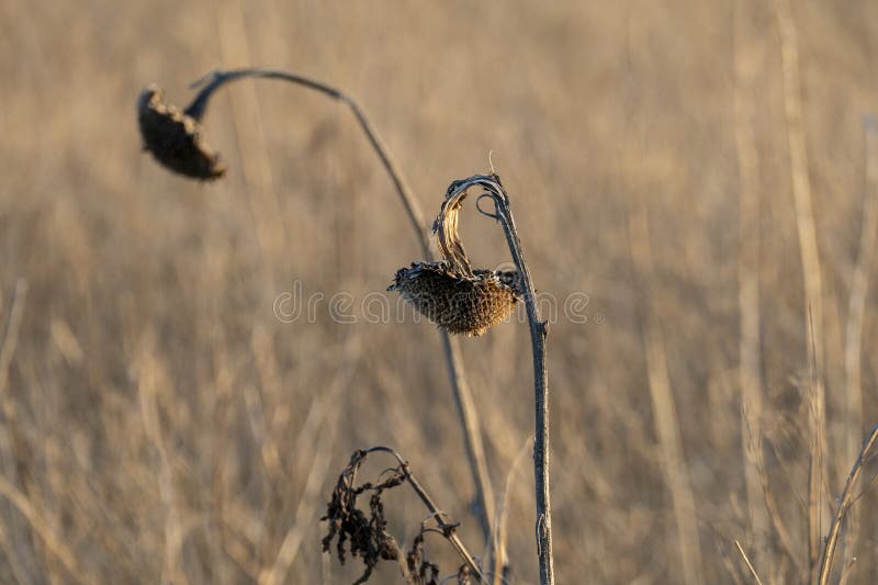 Field with Withered, Dry Sunflowers and Sunflower Seeds Stock Image ...