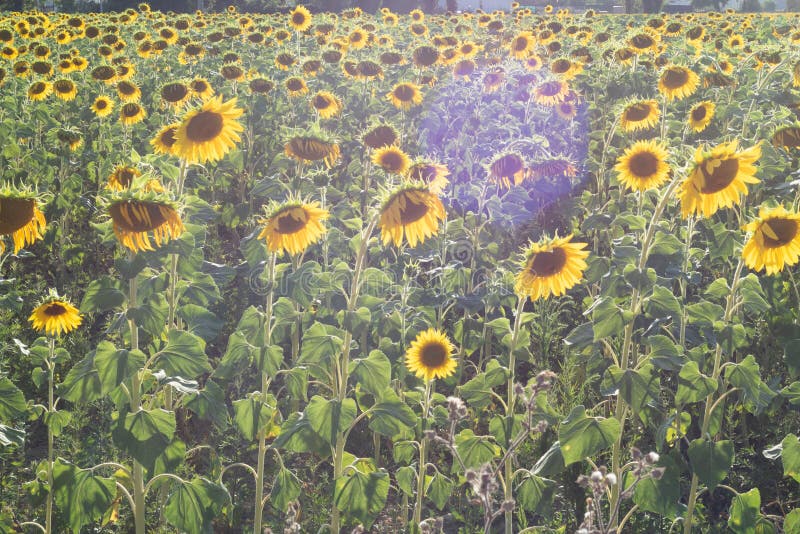 Field of Withered Sunflowers Against the Setting Sun. Flare among the ...