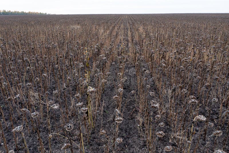 Field with Withered Sunflowers for Harvest Stock Image - Image of plant ...