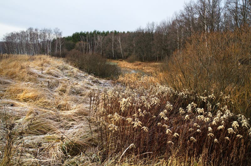 Field and wood stock photo. Image of branch, clouds, forest - 37803376