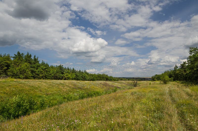 Field and wood stock image. Image of landscape, grassland - 90803495