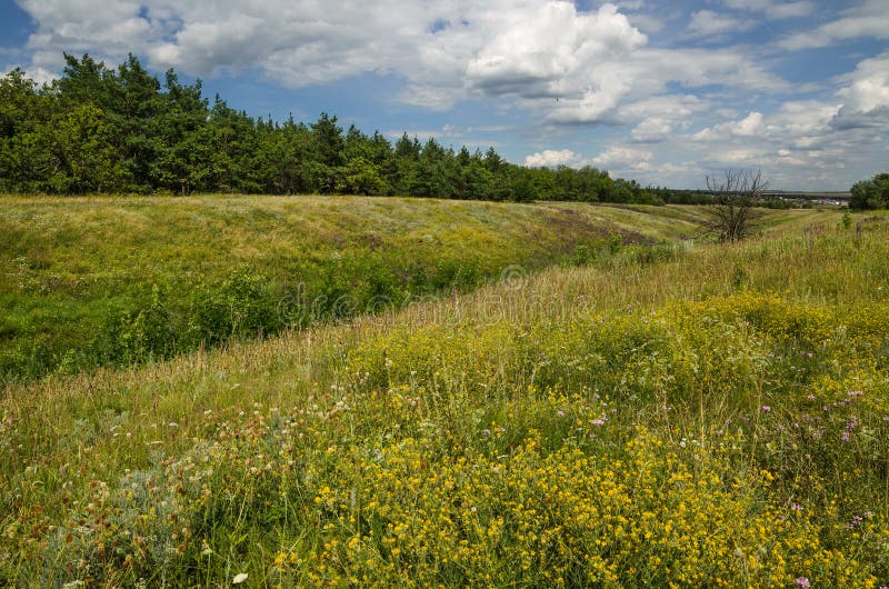 Field and wood stock photo. Image of ecology, travel - 90803608