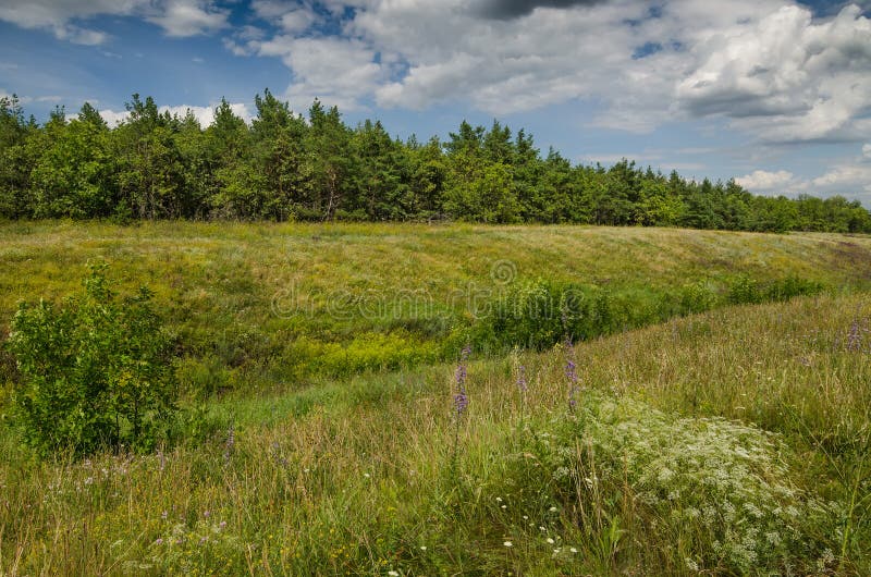 Field and wood stock image. Image of grazing, outdoors - 90945515