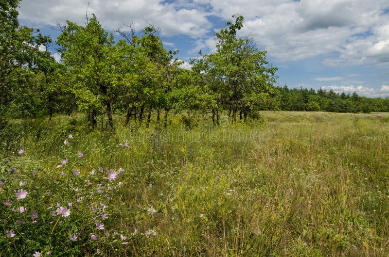 Field and wood stock image. Image of plains, countryside - 90945829