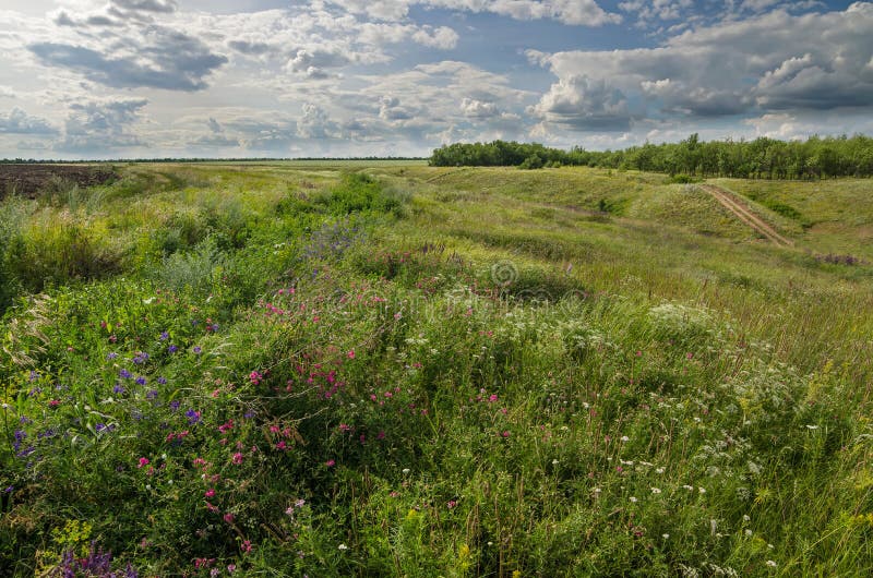 Field and wood stock photo. Image of landscape, conservation - 91661490
