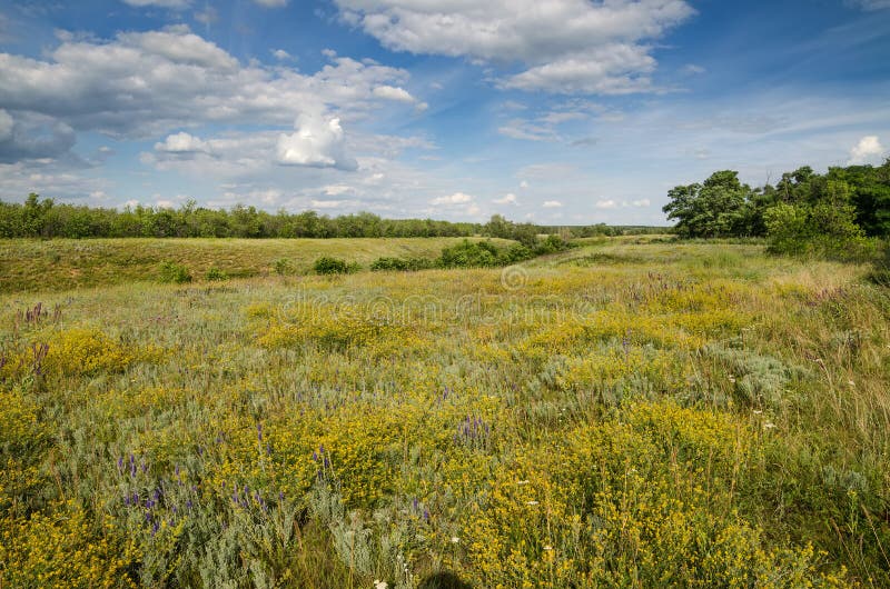 Field and wood stock image. Image of travel, horizon - 92300947