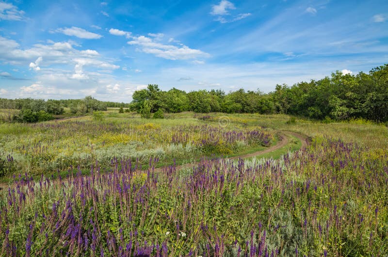 Field and wood stock photo. Image of country, environment - 93536724