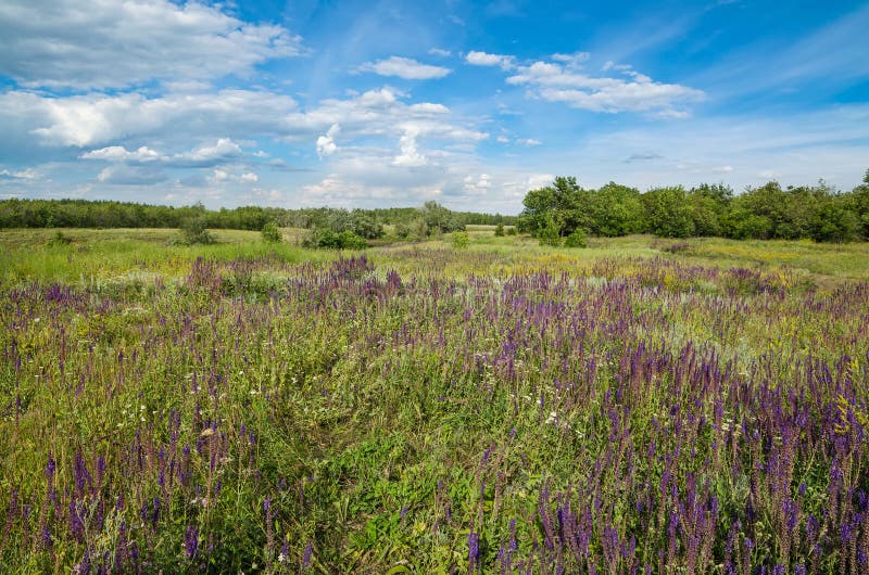 Field and wood stock photo. Image of scenery, environment - 93536756