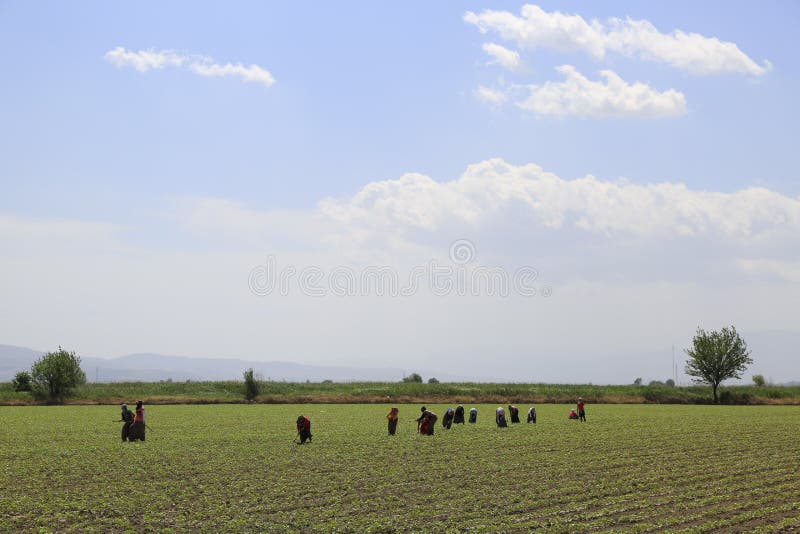 Field work editorial photo. Image of farmer, worker, land - 31894666