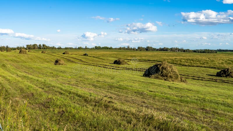 Field Work Hay Harvesting in Pile Stock Image - Image of meadow, pile ...