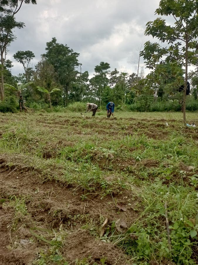 Field Work People Green Crop Leaf Two Stock Image - Image of work, leaf ...