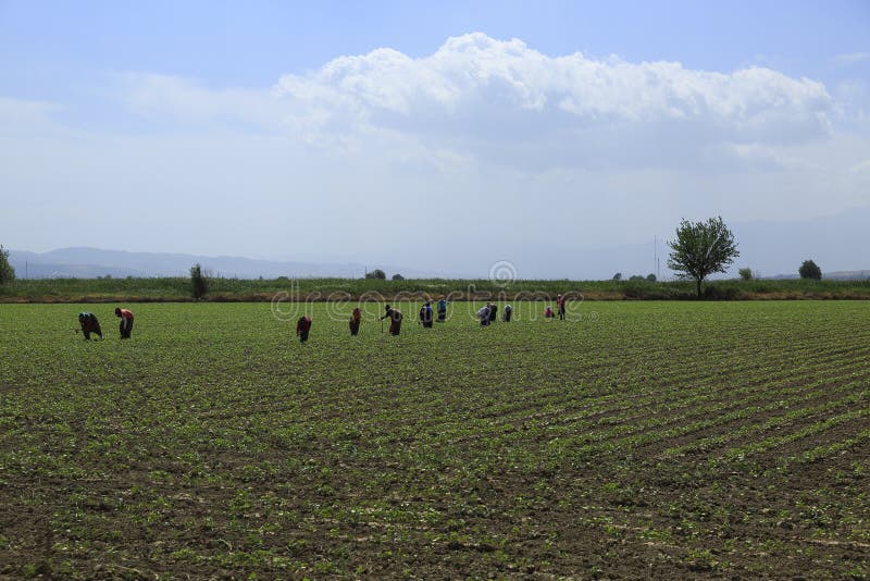 Field work editorial stock image. Image of harvest, farming - 32163224