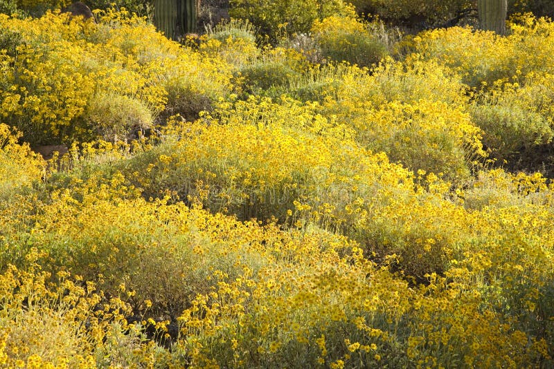 Field of Yellow stock photo. Image of desert, beauty - 11821306