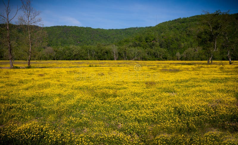 Field of Yellow Buttercup Flowers Stock Photo - Image of petal, meadow ...