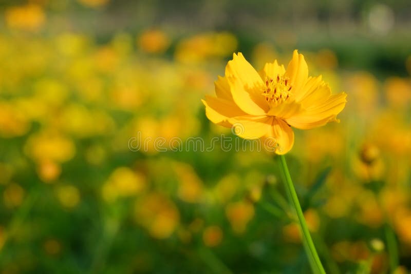Field of yellow cosmos stock image. Image of flower, summer - 88380953