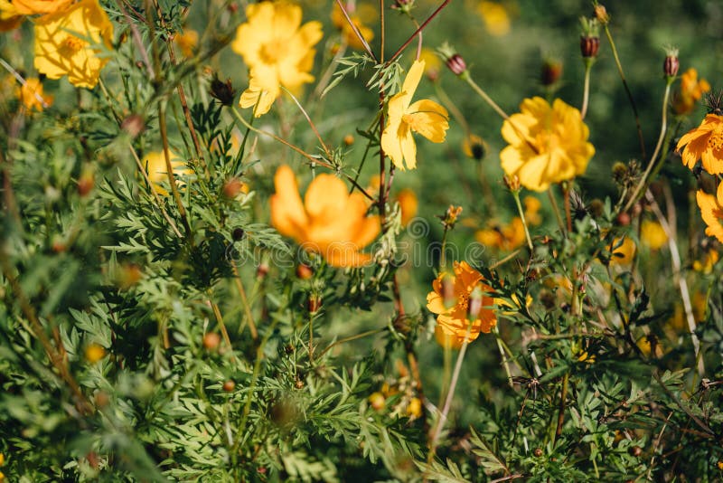 Field of Yellow Cosmos Flowers in Mon Jam Stock Photo - Image of ...