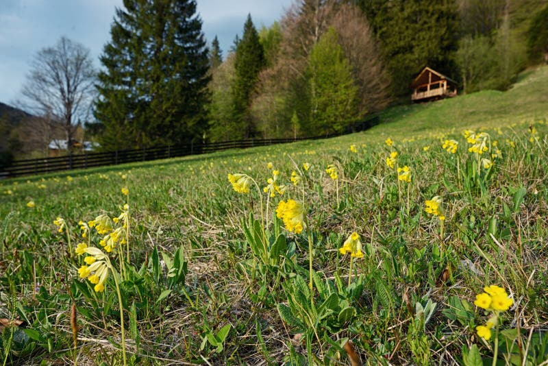Field of Yellow Cowslip Flowers Stock Image - Image of herb, cabin ...