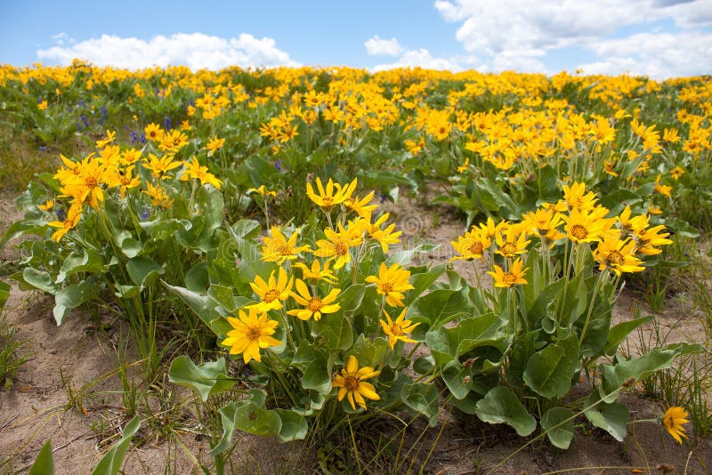Field of yellow daisies stock photo. Image of daisy, flowers - 20064924