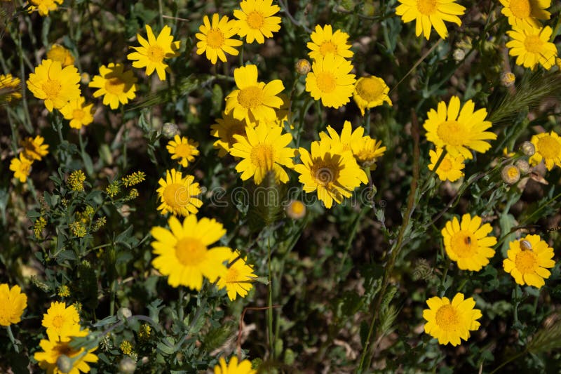 Field of Yellow Daisies Blooming in Spring Sunlight Stock Image - Image ...