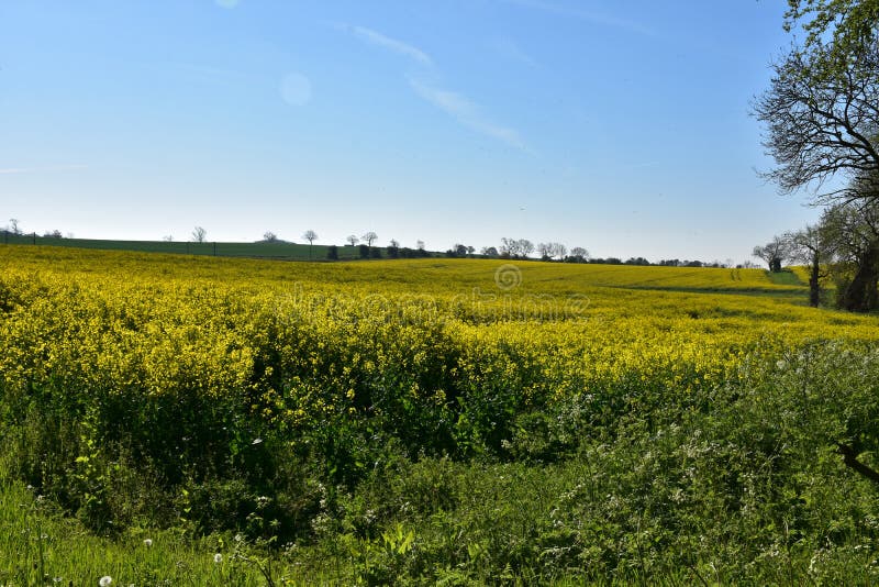 Field of Yellow Flowering Seed in Bloom Stock Photo - Image of country ...