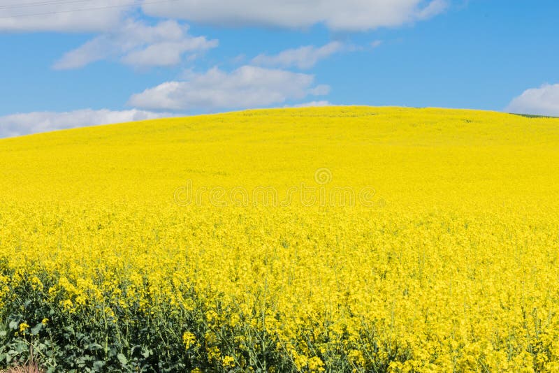 Field of Yellow Flowers in Spring Stock Photo - Image of grass ...