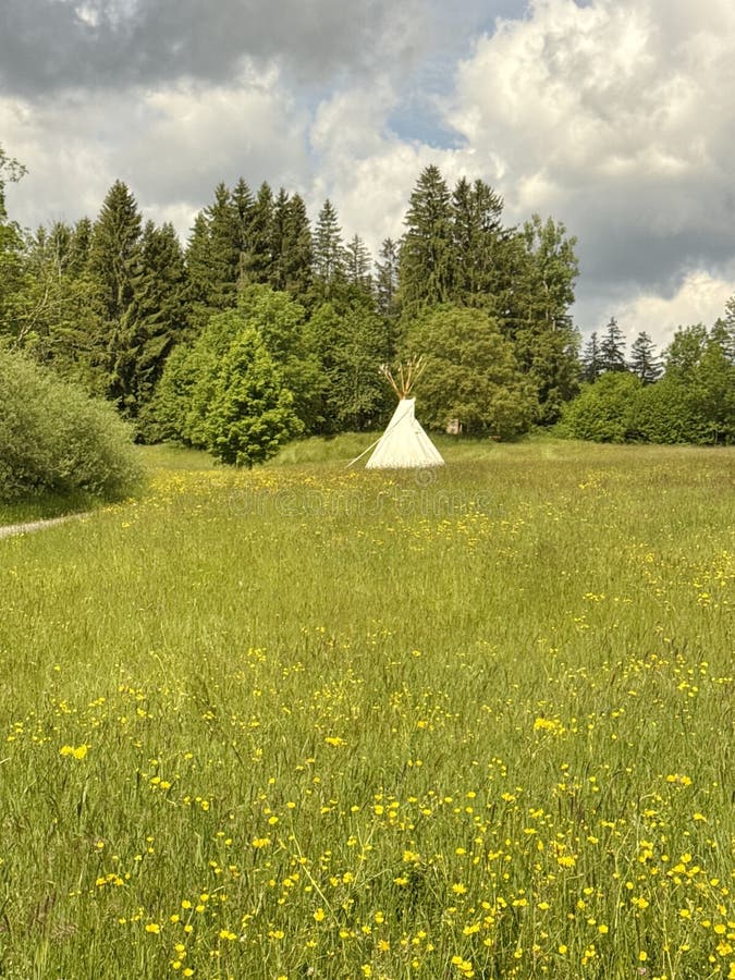 Field of Yellow Flowers with a Teepee in the Middle Stock Photo - Image ...