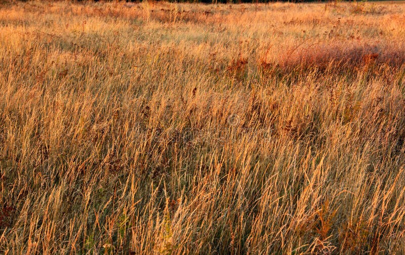 Field with yellow grass stock image. Image of summer - 45318101