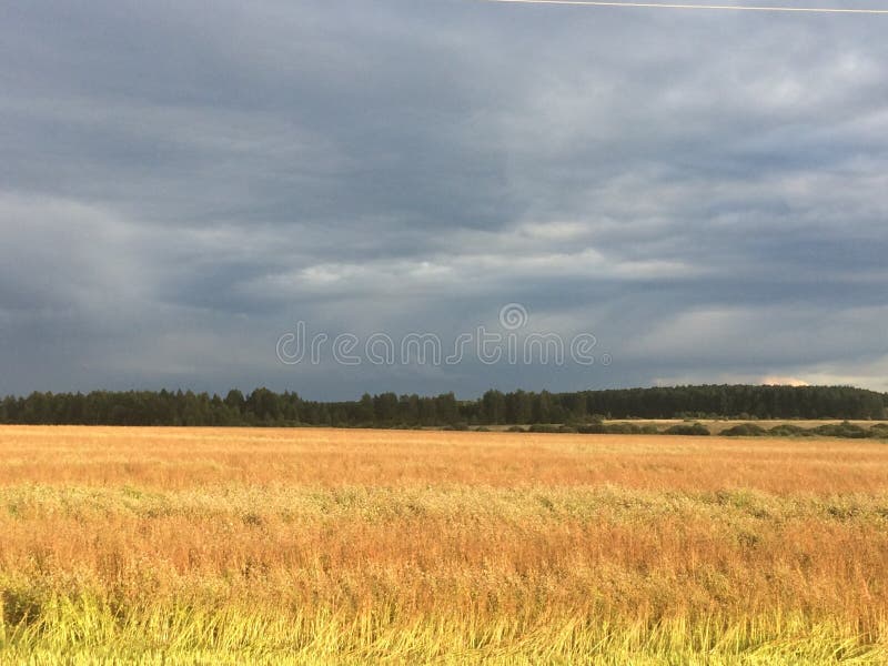 Fiery field stock image. Image of crop, wind, meadow - 219187749
