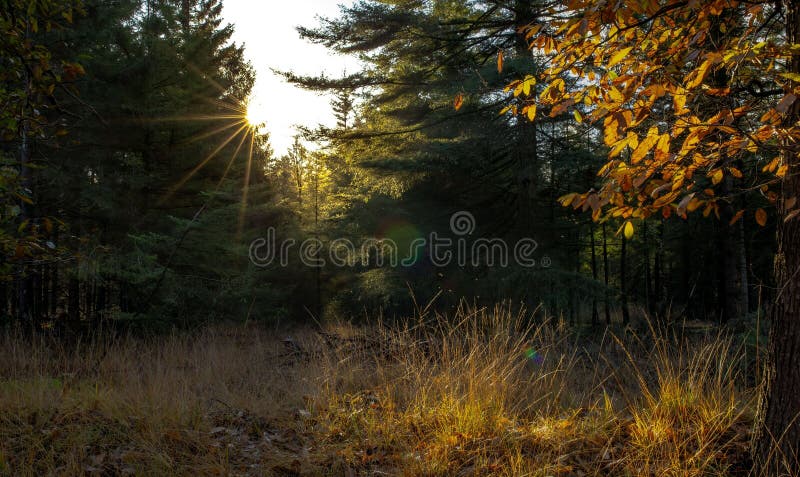 A Field with Yellow Grass and Trees with Sunlight in the Background ...
