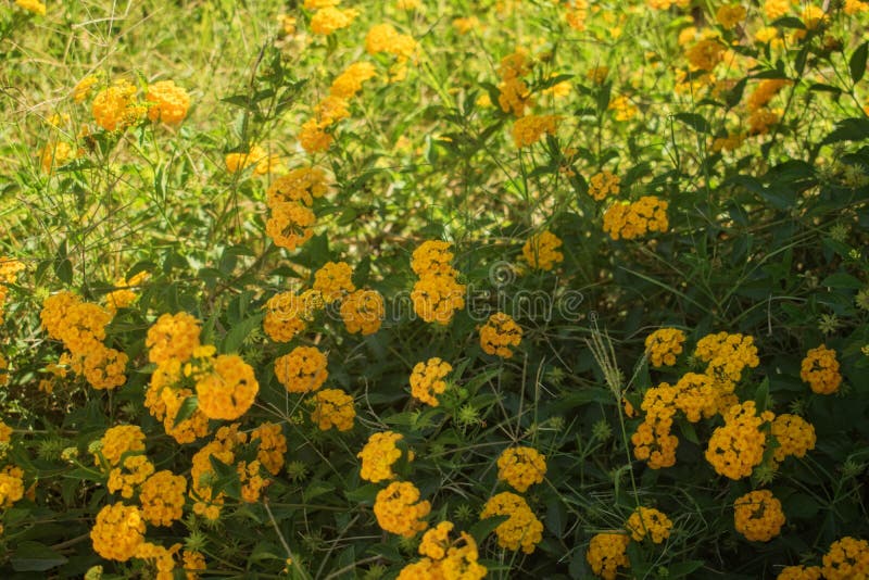 A Field of Yellow Lantana Flowers Stock Photo - Image of springtime ...