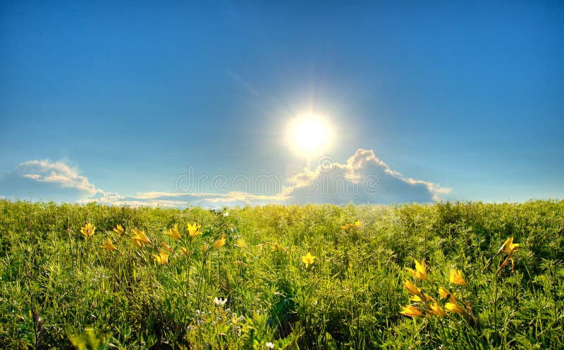 Field with yellow lilies stock photo. Image of agriculture - 9785860