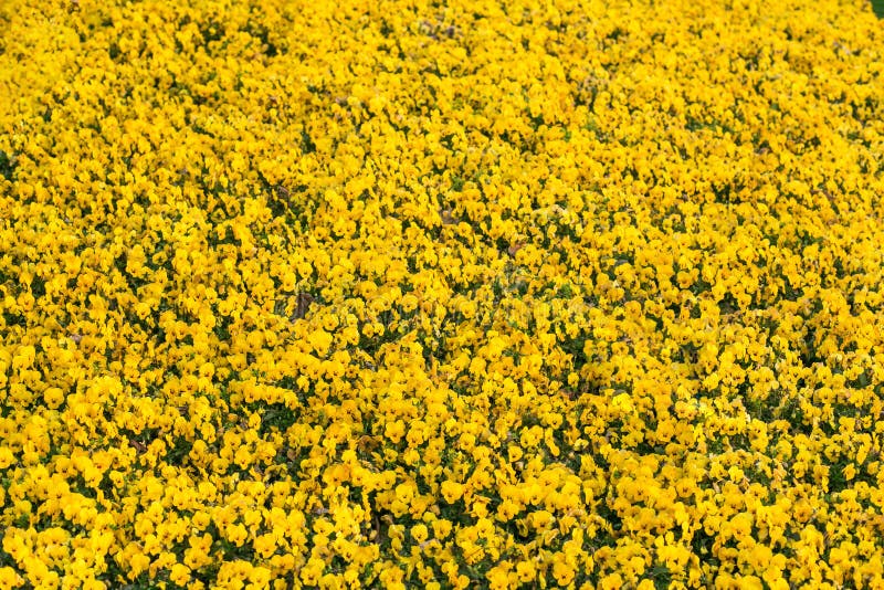 Field of Yellow Pansy Viola Flowers. Flower Texture.Top View. Stock ...