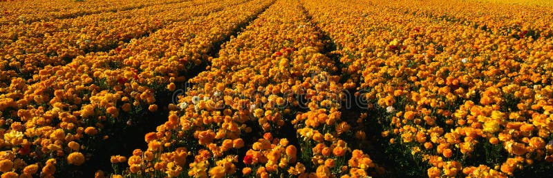 Ranunculus Flower Field, San Diego, CA Stock Image - Image of ...