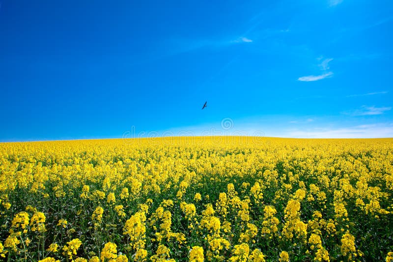 Field of yellow stock photo. Image of copy, grow, gold - 19467908