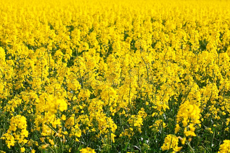 Field of yellow stock image. Image of flower, seasons - 19468041