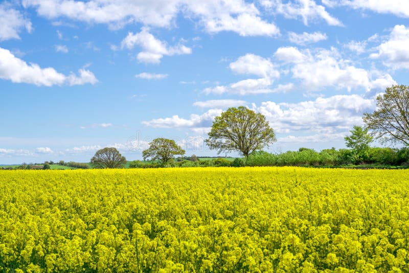 Field of Yellow Against the Blue Sky in Sweden Stock Image - Image of ...