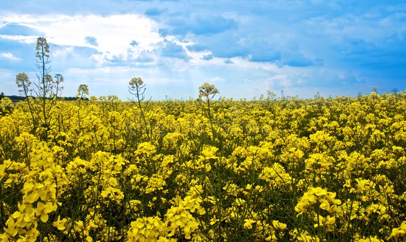 Field of yellow flowers stock photo. Image of agriculture - 5583176