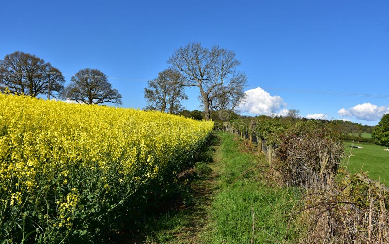 Pathway beside a Field of a Yellow Seed Stock Photo - Image of ...