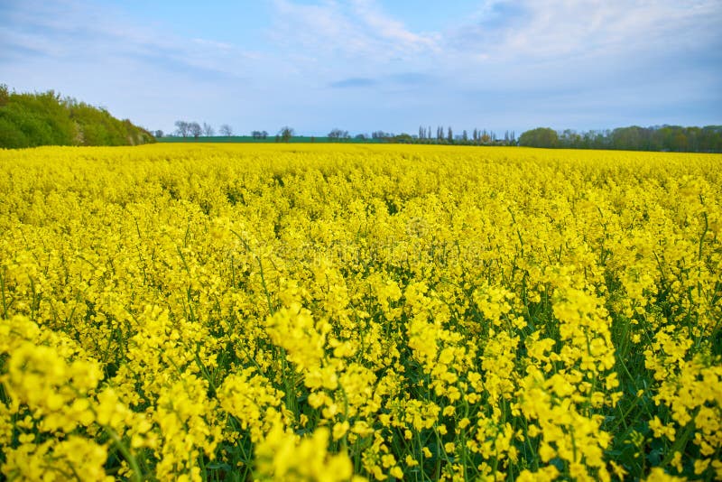 Seed field stock photo. Image of canola, green, environmental - 147640922