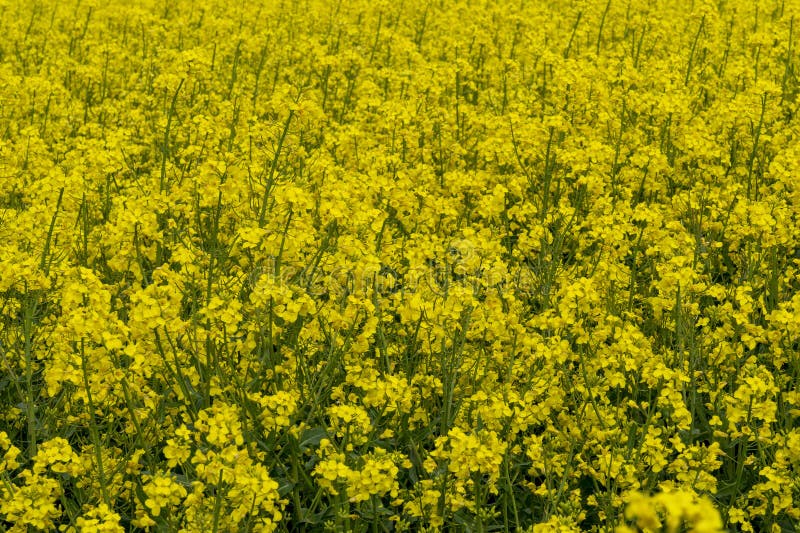Brassica Napus(Oilseed Rape) Rapeseed, Also Known As Oilseed Rape ...
