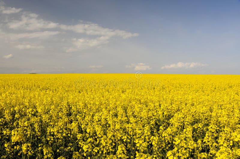 Field of Yellow Rapeseed Flowers Stock Photo - Image of countryside ...