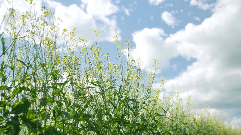Field of Yellow Rapeseed Flowers. Yellow Rapeseed on the Field. Stock ...